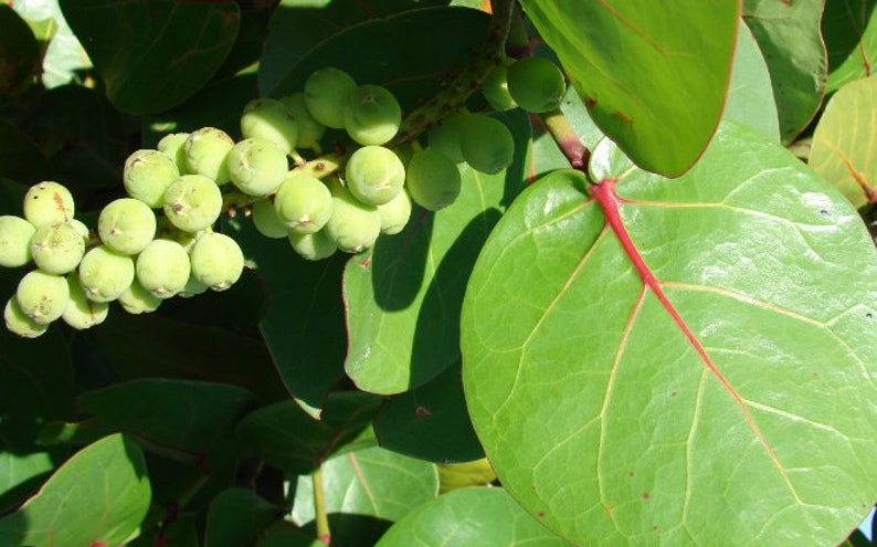 Organic Sea Grape Leaves Perfect for Crafts, Art, Decoration, Unsprayed ...