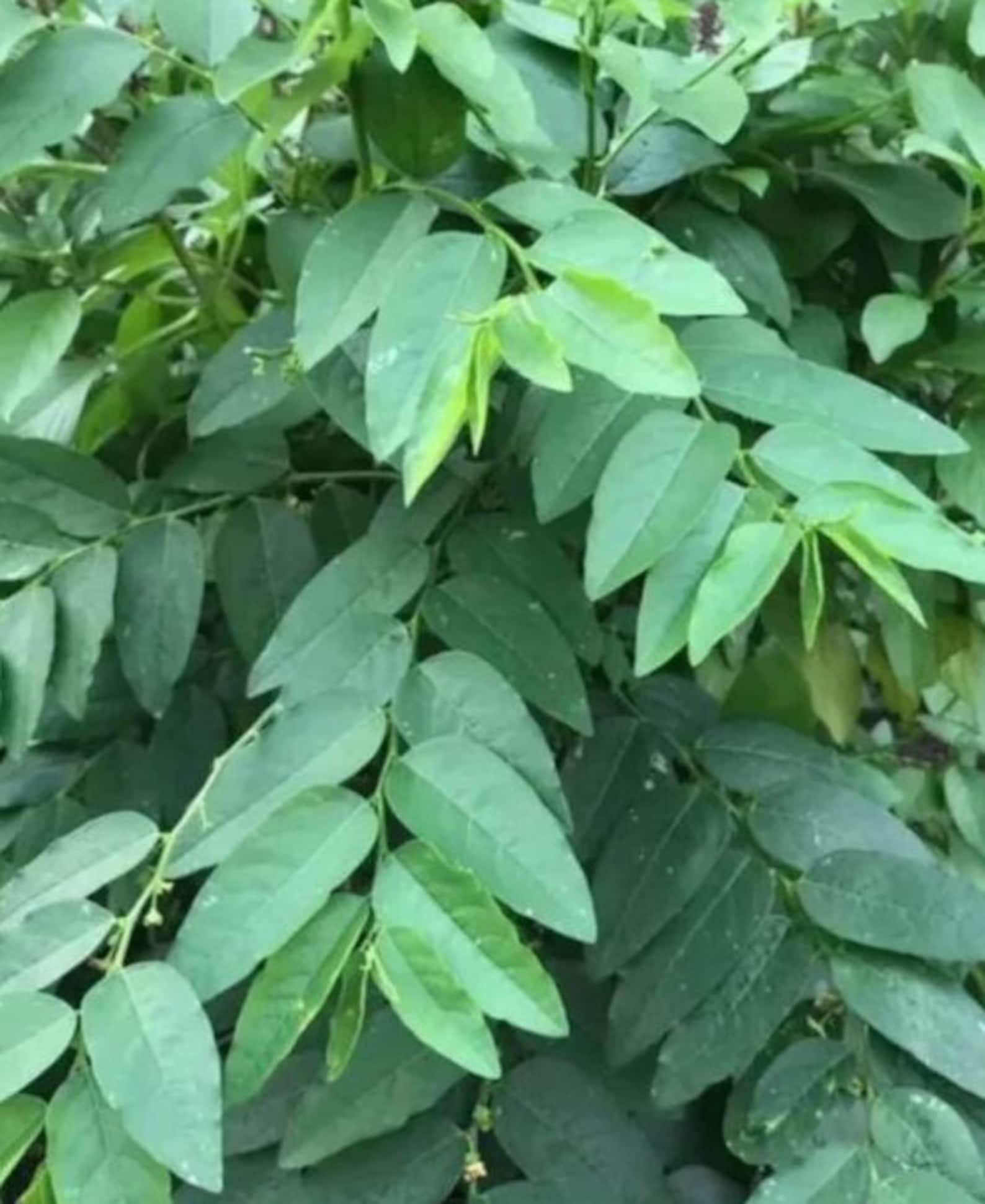 5 Unrooted Cuttings of Katuk (sweetleaf Bush) Sauropus Androgynus; a ...