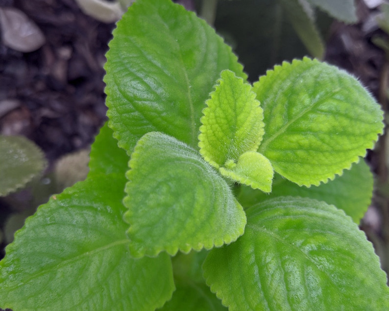 Cuban Oregano Cuttings (coleus Amboinicus) - Versatile Medicinal ...
