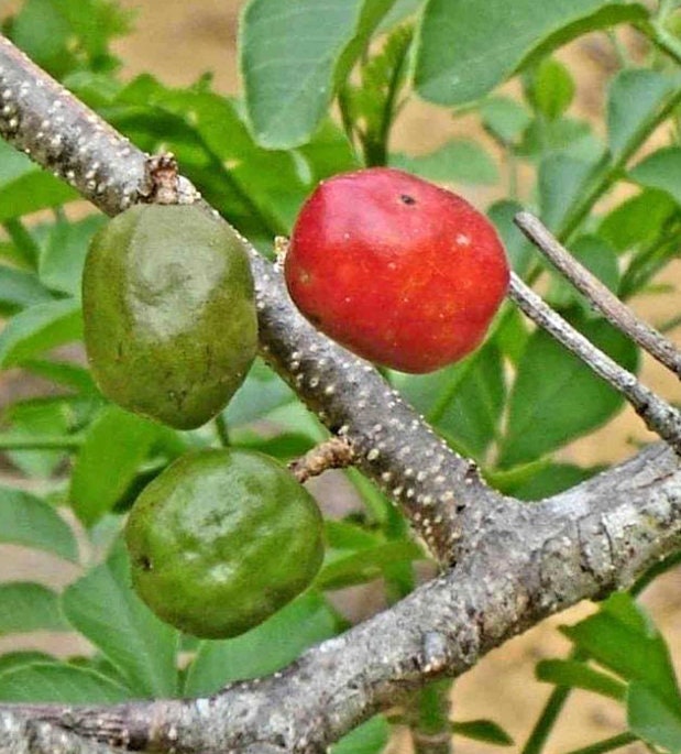 4 Tree Cuttings of Jocote Aka, Spanish Plum, Ciruela, Mombin, June Plum ...