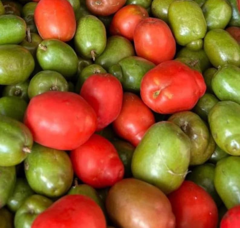 4 Tree Cuttings of Jocote Aka, Spanish Plum, Ciruela, Mombin, June Plum ...