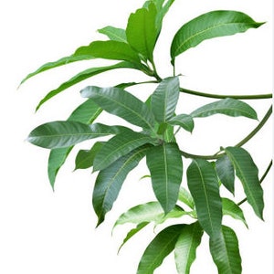 6 Fresh Green Mango Leaf Branches for Puja Pooja Mandir Temple ...