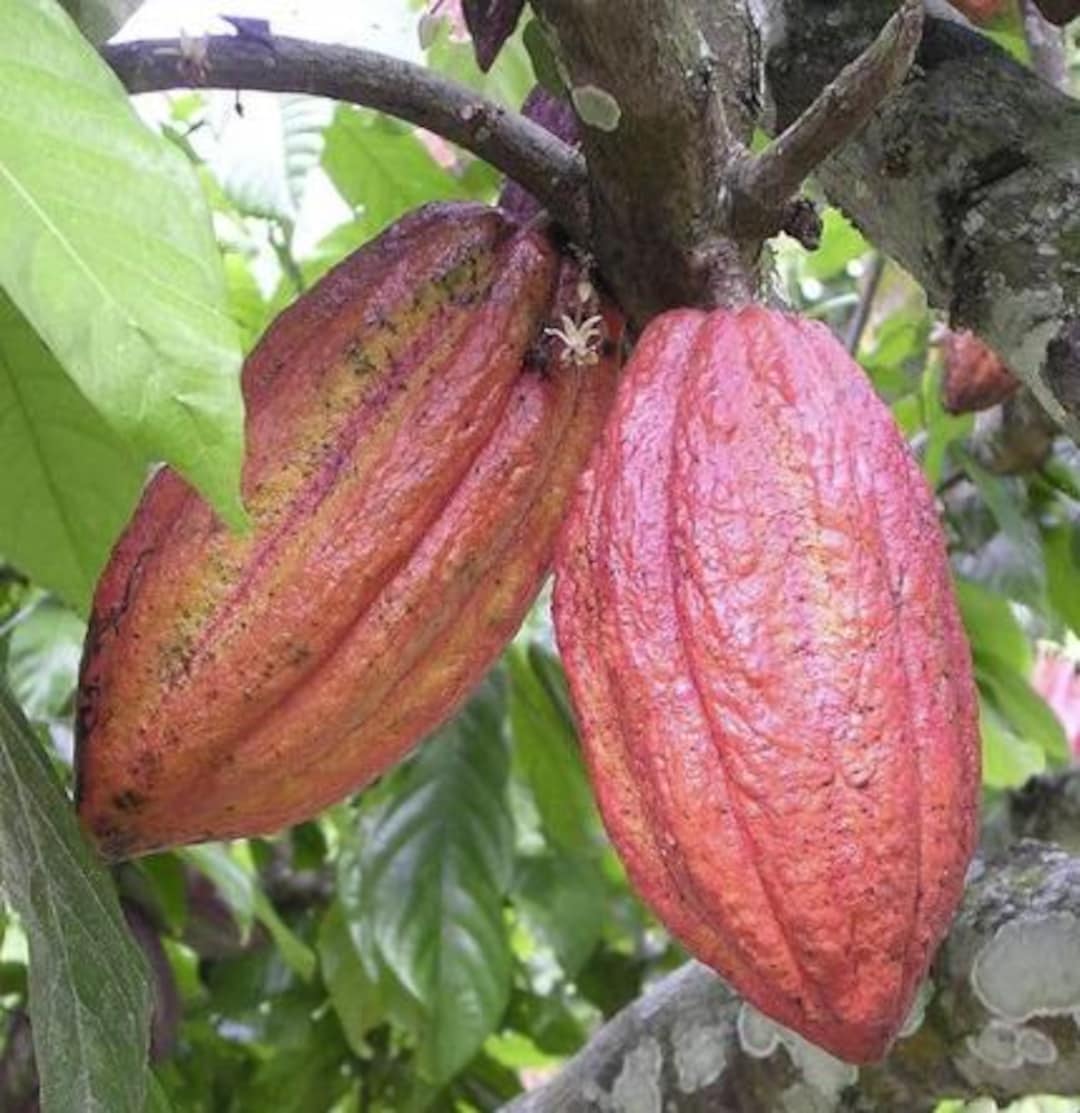 Fresh Cacao Pods - Theobroma Cacao - Raw Chocolate Fruit for Superfood & Home Growing - Etsy