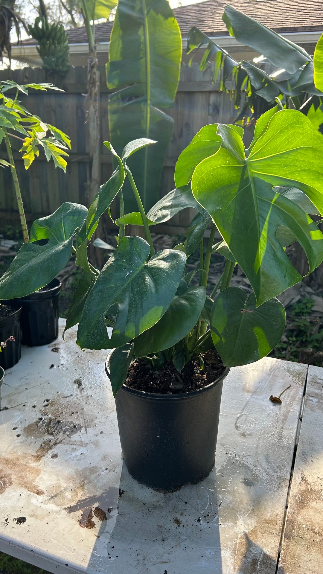 Lush Monstera Deliciosa Plants Thriving Indoor Greenery 6, 1 Gallon, 3 ...
