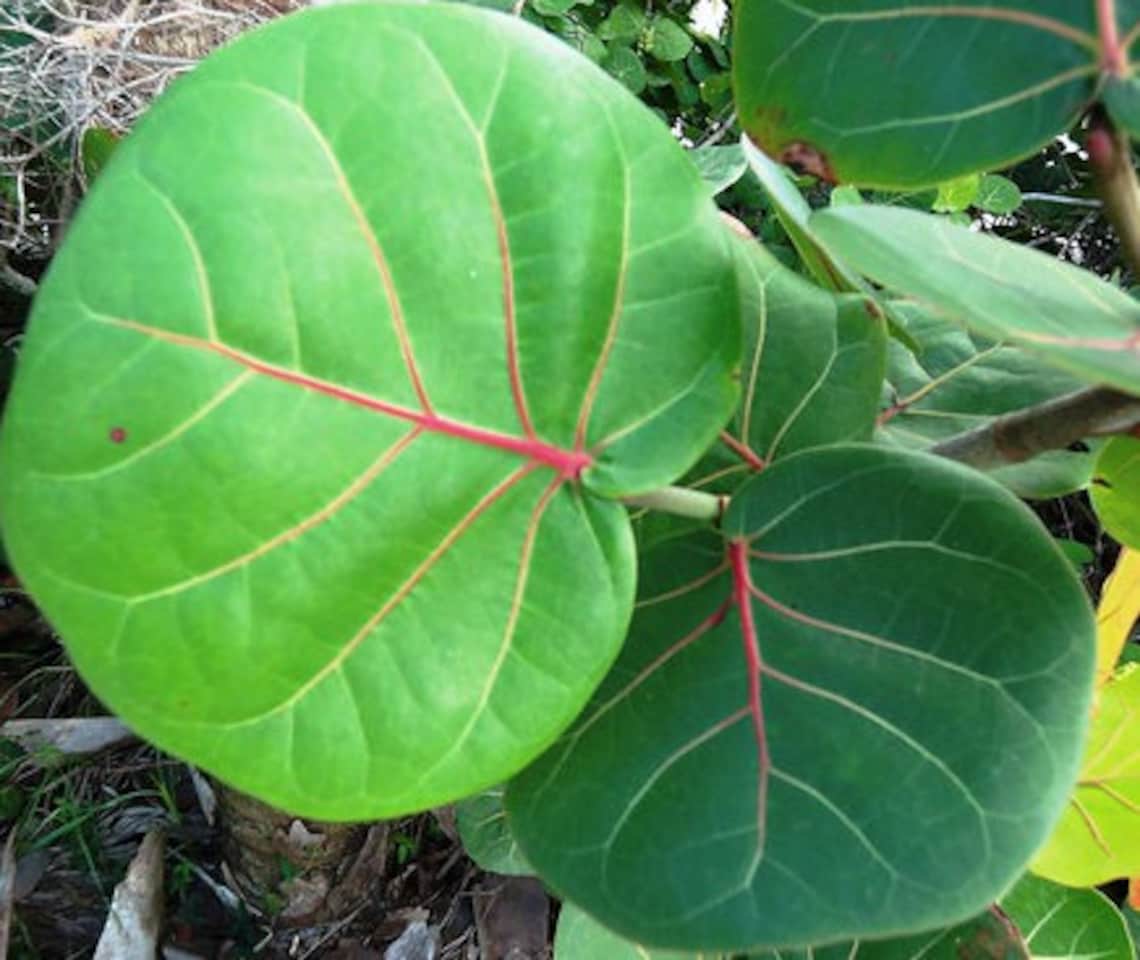 Organic Sea Grape Leaves Perfect for Crafts, Art, Decoration, Unsprayed ...