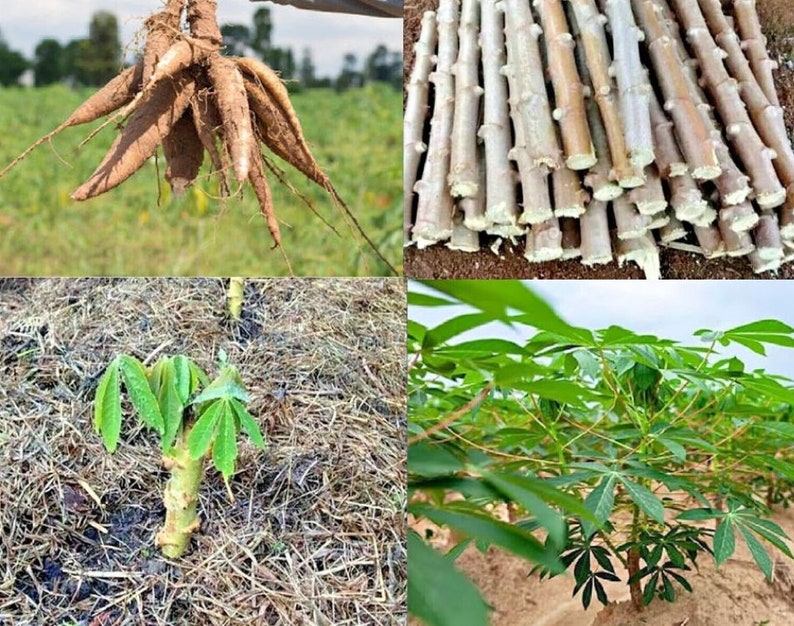 6 Organic Cassava Cuttings: Yuca, Tapioca, Cassava, Manihot Esculenta ...