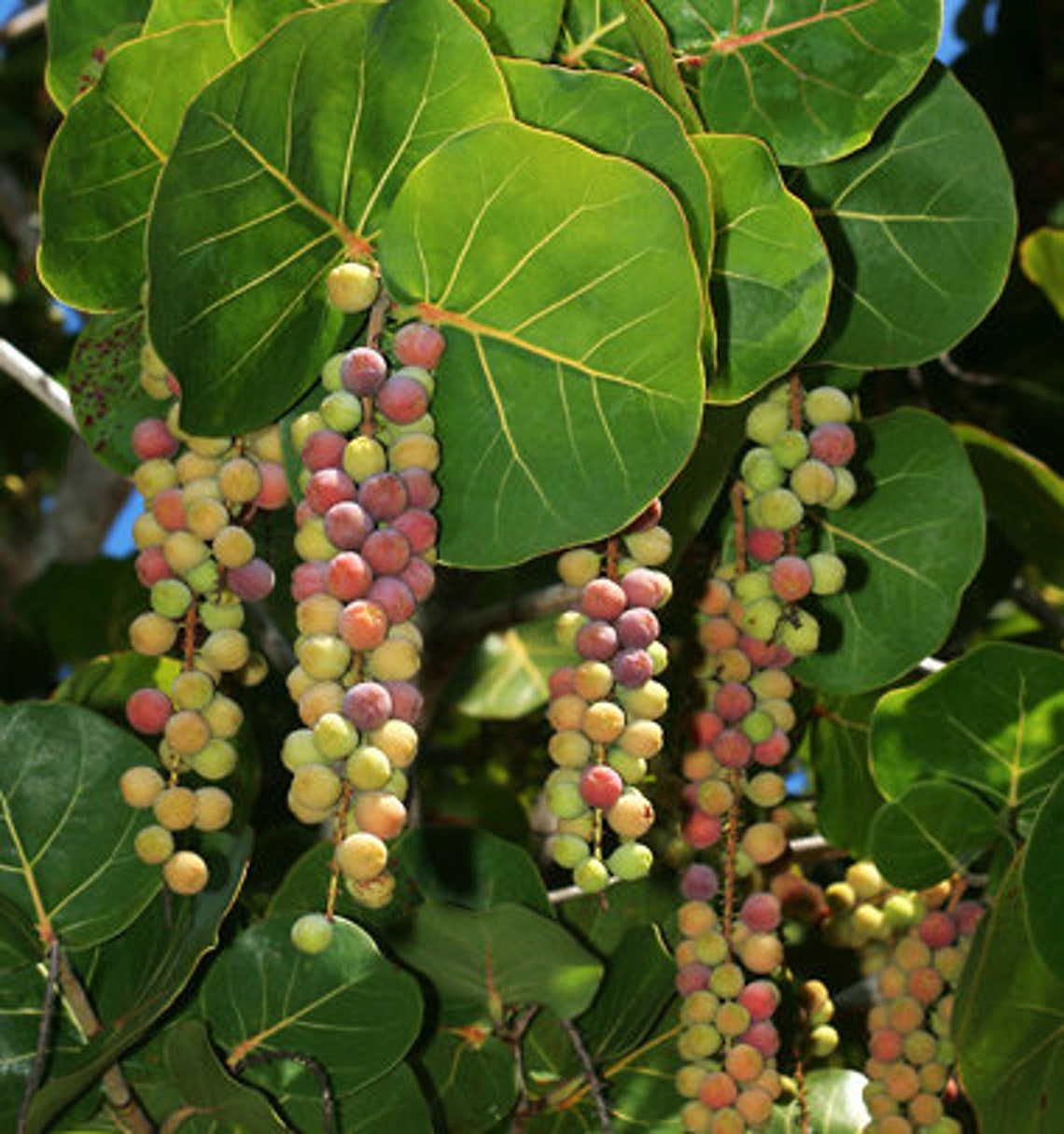 Organic Sea Grape Leaves Perfect for Crafts, Art, Decoration, Unsprayed ...