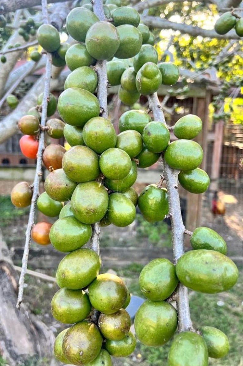4 Tree Cuttings of Jocote Aka, Spanish Plum, Ciruela, Mombin, June Plum ...