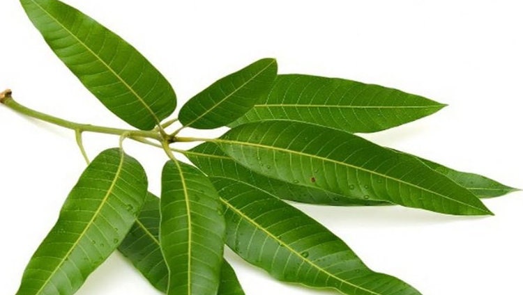 6 Fresh Green Mango Leaf Branches for Puja Pooja Mandir Temple ...