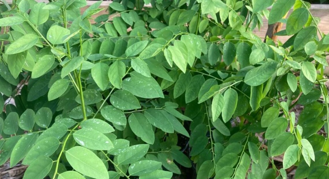 5 Unrooted Cuttings of Katuk (sweetleaf Bush) Sauropus Androgynus; a ...