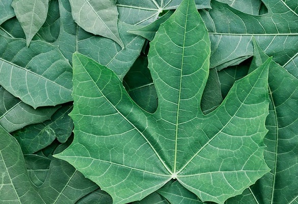 5 Fresh Unrooted Cuttings Of Chaya Mexican Tree Spinach Cnidoscolus Aconitifolius Etsy