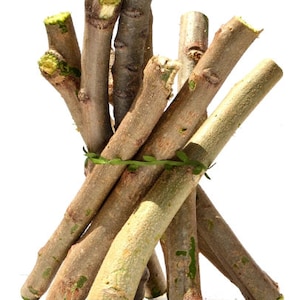 6 Moringa Oleifera (miracle Tree) Unrooted Cuttings. - Etsy