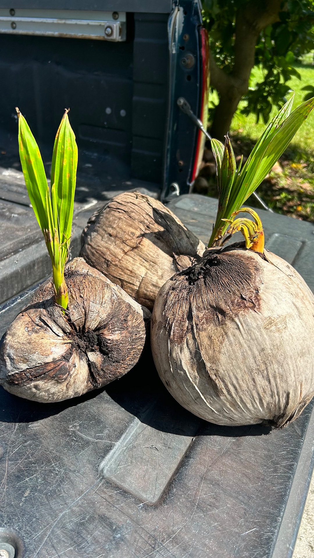 Organic Sprouted Coconuts- Perfect for Planting or Eating; Unsprayed ...