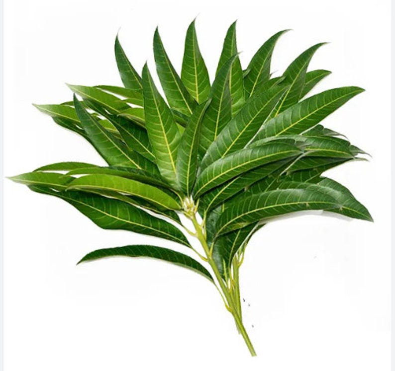 6 Fresh Green Mango Leaf Branches for Puja Pooja Mandir Temple ...