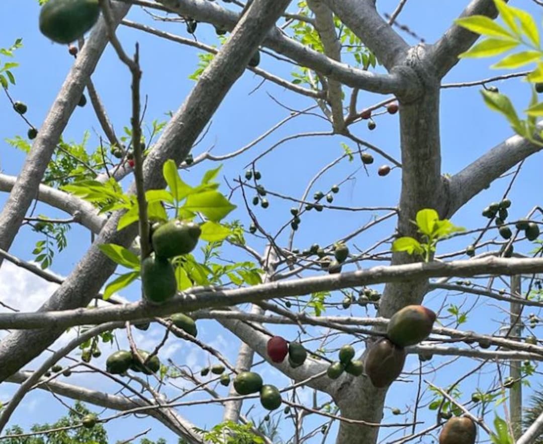 4 Tree Cuttings of Jocote Aka, Spanish Plum, Ciruela, Mombin, June Plum ...