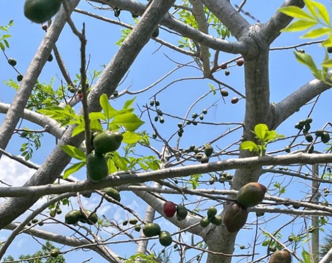 4 Tree Cuttings of Jocote Aka, Spanish Plum, Ciruela, Mombin, June Plum ...