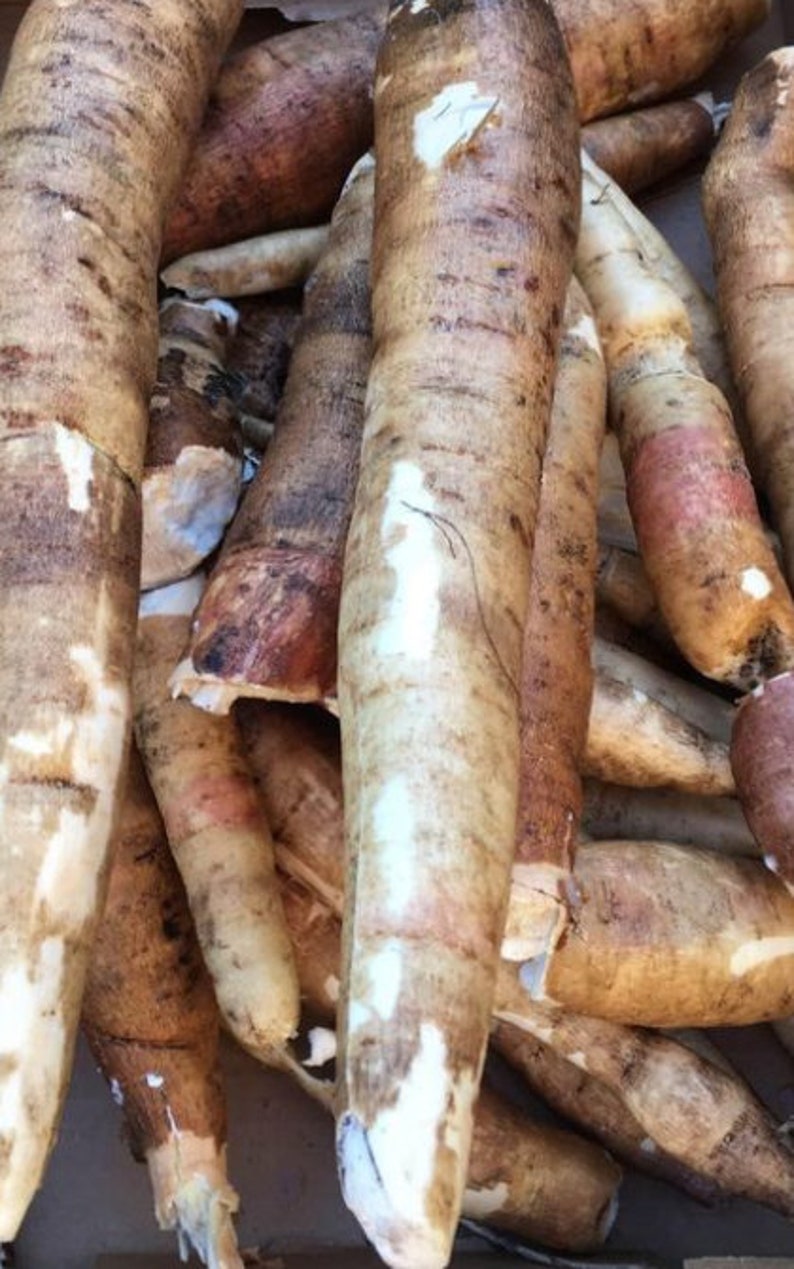 6 Organic Cassava Cuttings: Yuca, Tapioca, Cassava, Manihot Esculenta ...