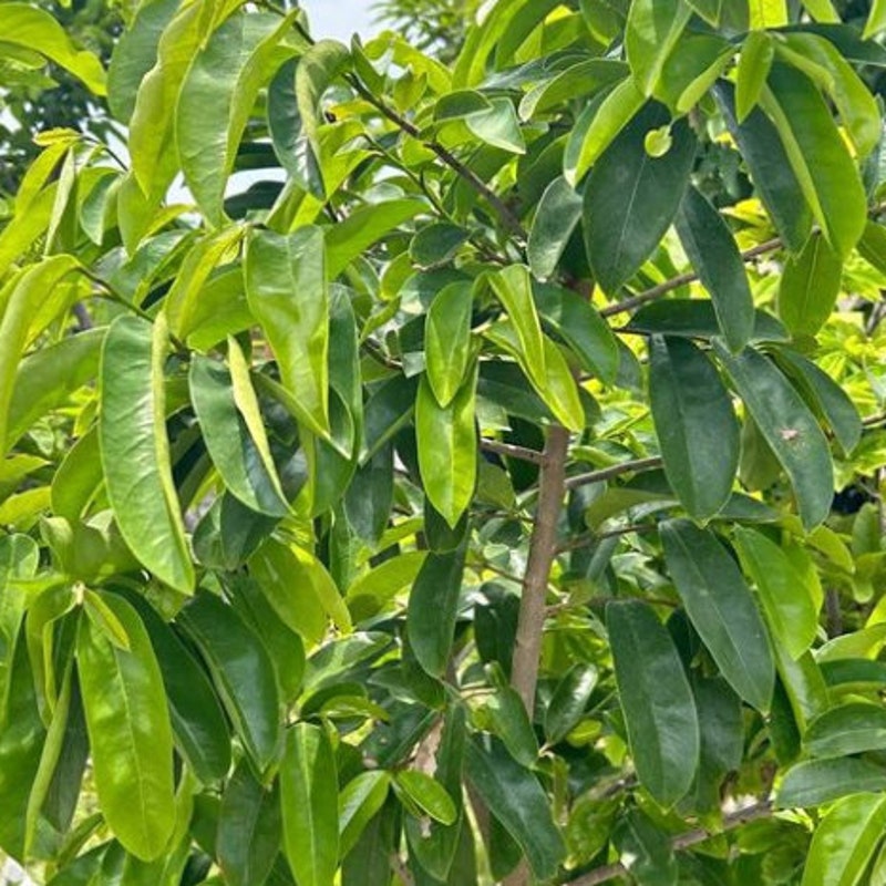 Guanabana Tree - Etsy