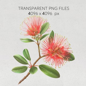 New Zealand Christmas Tree Native Flowers Clipart Pohutukawa Flowers ...