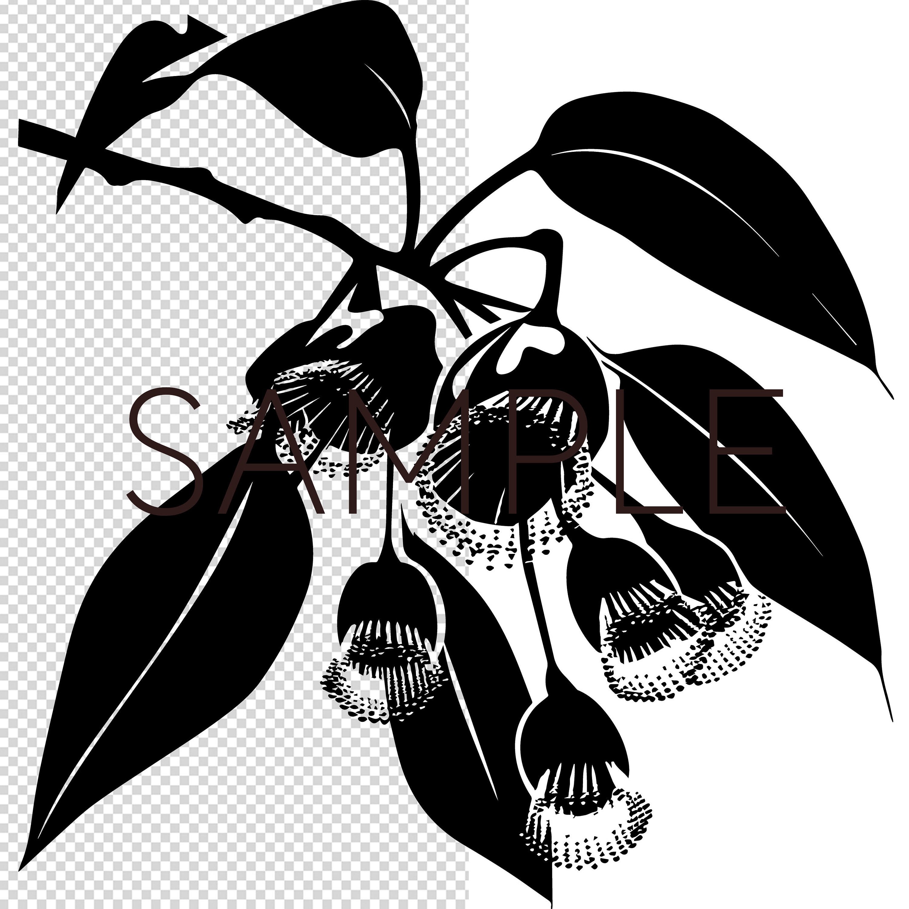 Australian Native Flowers Eucalyptus Flower SVG Aussie Botanicals ...