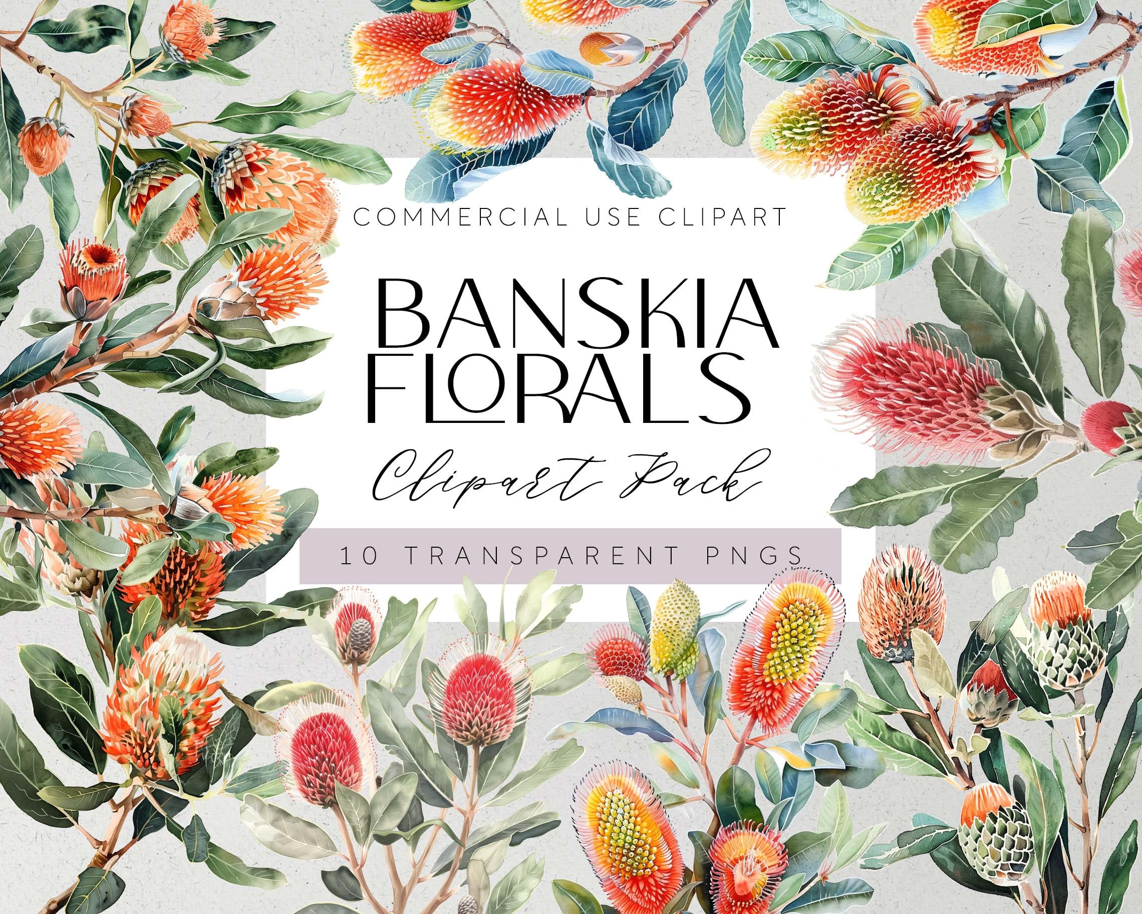 Australian Native Flowers Clipart Banksia Flowers Transparent Pngs ...