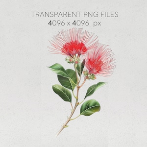 New Zealand Christmas Tree Native Flowers Clipart Pohutukawa Flowers ...
