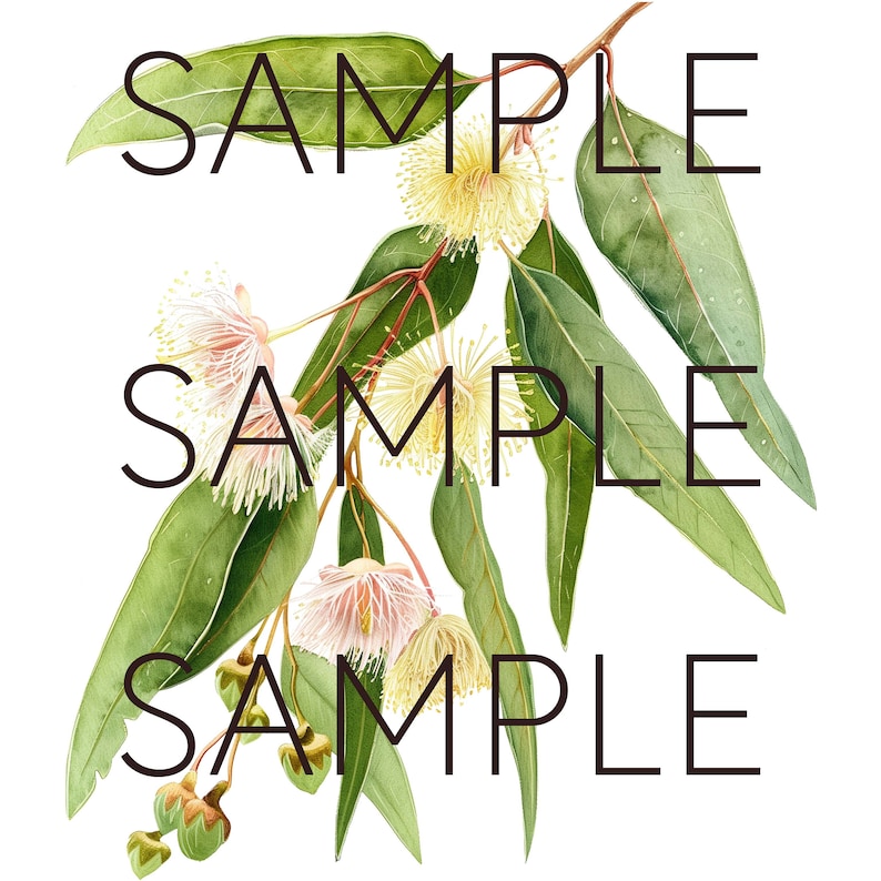 Australian Native Flowers Clipart Gumnut Blossoms Eucalyptus Flowers ...