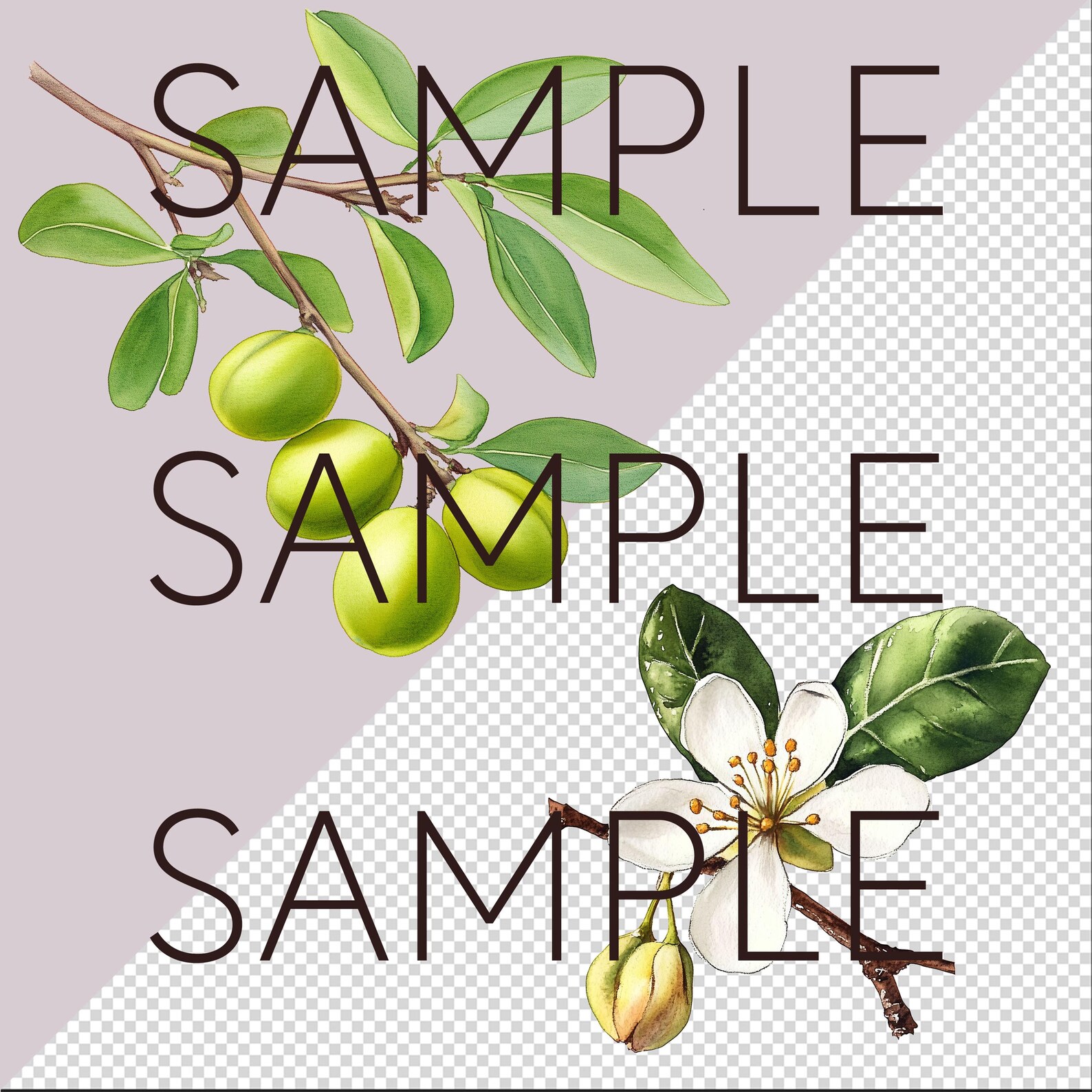 Australian Native Flowers Clipart Kakaku Plum Flowers Transparent PNG ...