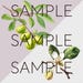 Australian Native Flowers Clipart Kakaku Plum Flowers Transparent PNG ...