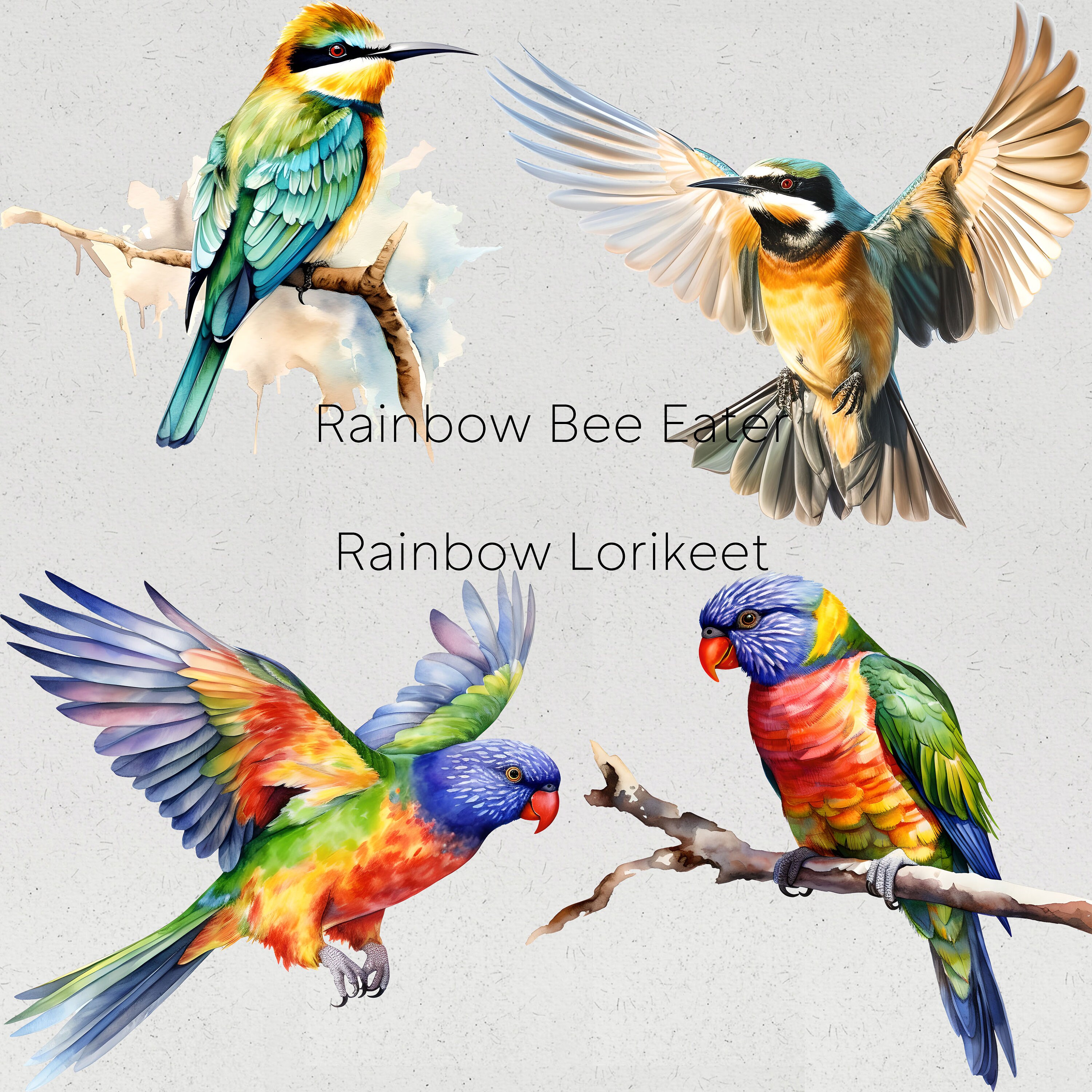 Australian Native Birds Clipart Aussie Native Birds Illustrations ...