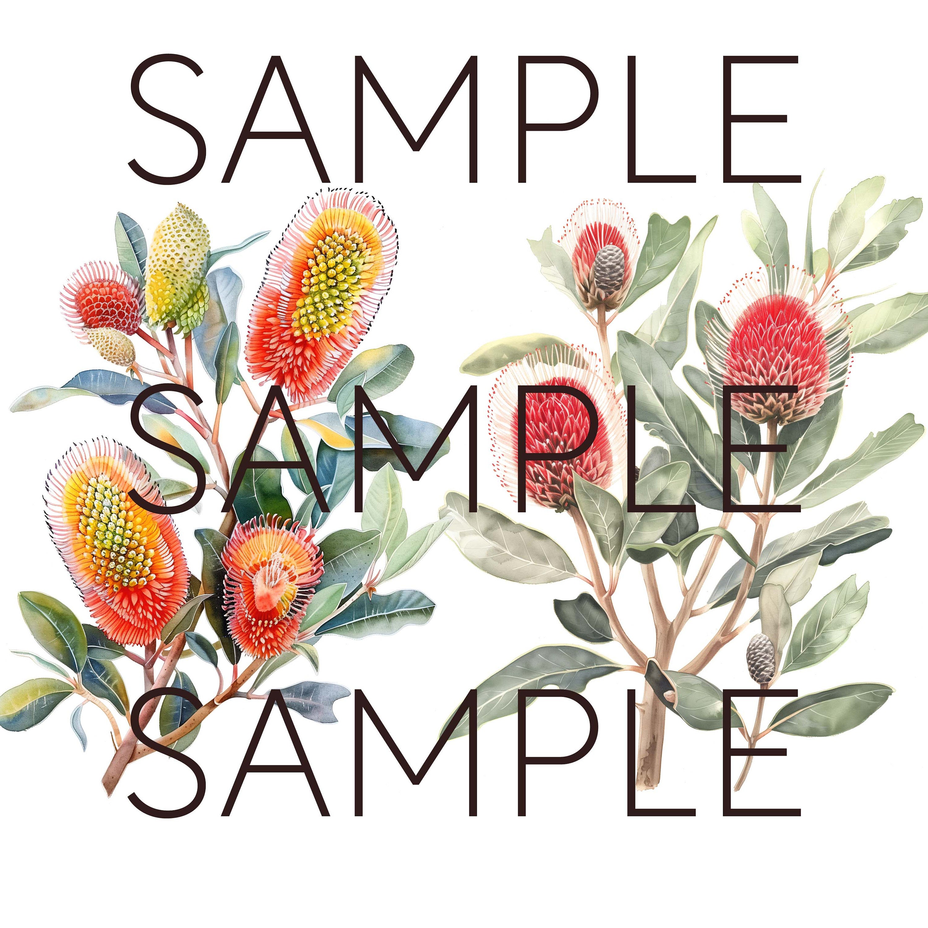 Australian Native Flowers Clipart Banksia Flowers Transparent Pngs ...