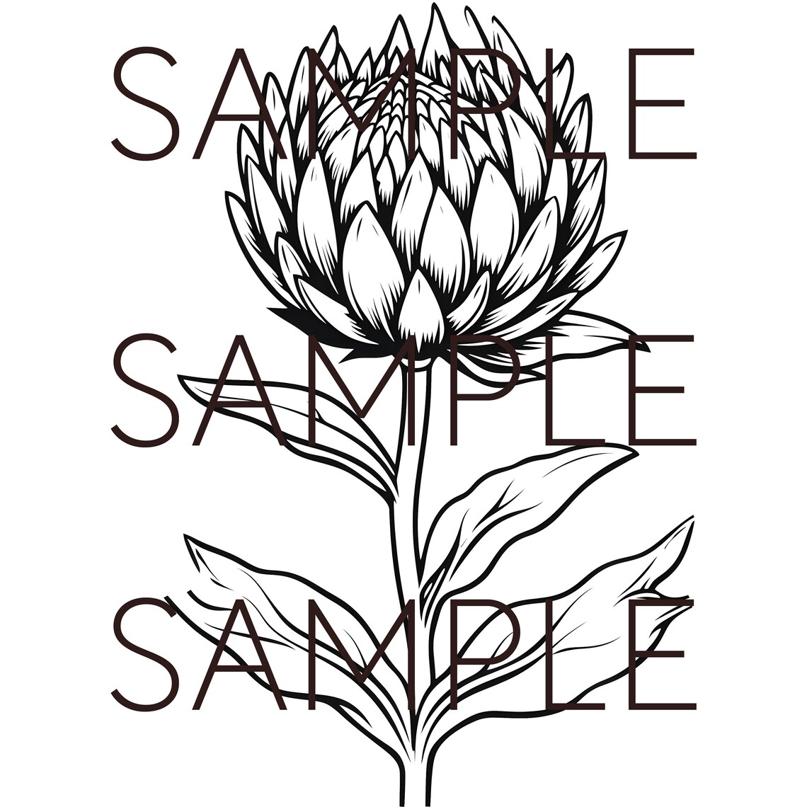 Australian Native Flowers Protea SVG Aussie Botanicals Plotter File Svg ...
