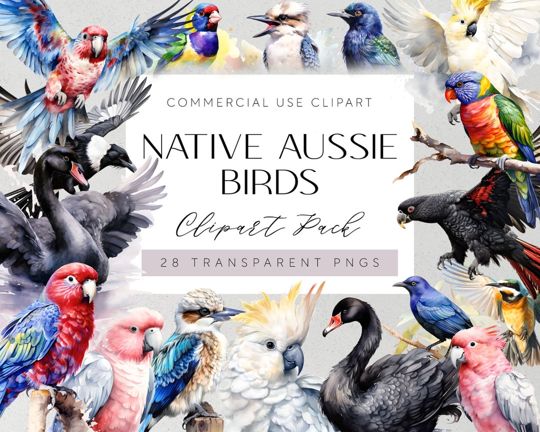 Australian Native Birds Clipart Aussie Native Birds Illustrations ...