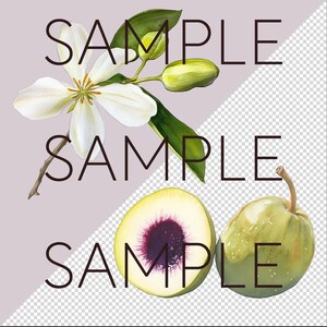Australian Native Flowers Clipart Kakaku Plum Flowers Transparent PNG ...