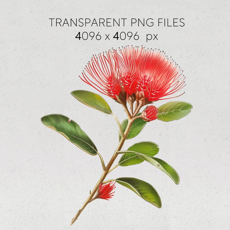 New Zealand Christmas Tree Native Flowers Clipart Pohutukawa Flowers ...