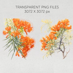 Australian Native Flowers Clipart Nuytsia Floribunda Flowers ...
