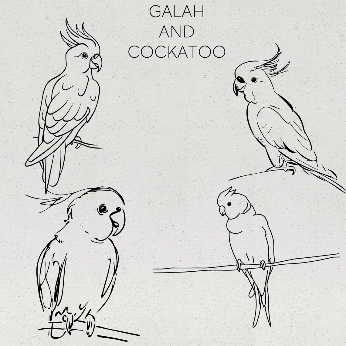 Australian Native Bird SVG Aussie Native Birds PNG Australian Birds ...