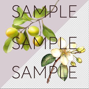 Australian Native Flowers Clipart Kakaku Plum Flowers Transparent PNG ...