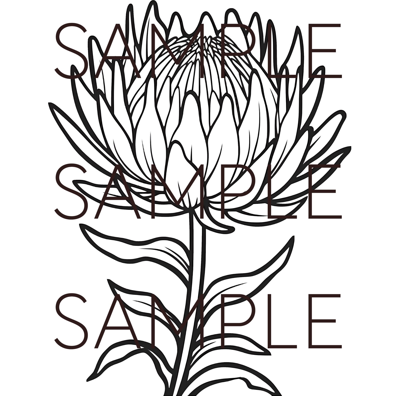 Australian Native Flowers Protea SVG Aussie Botanicals Plotter File Svg ...