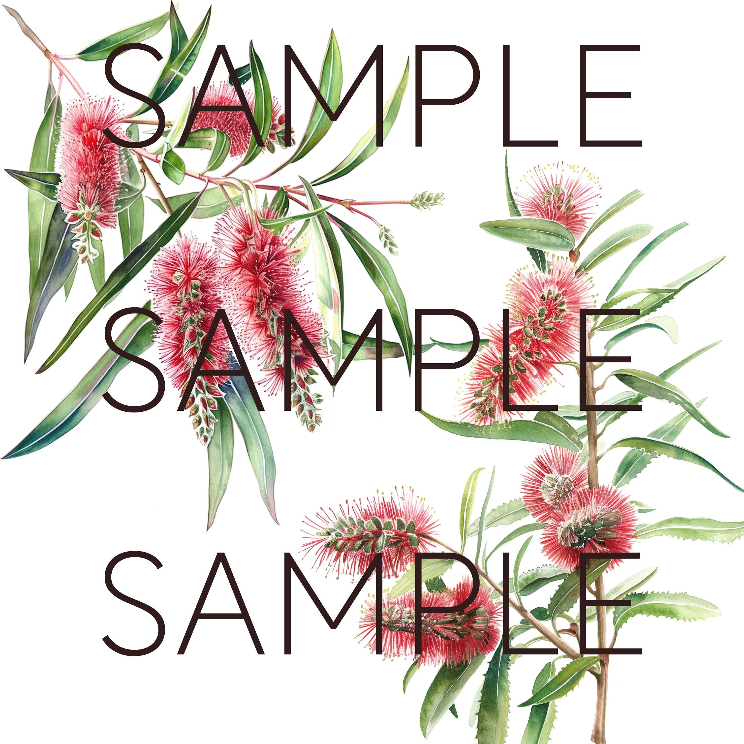 Australian Native Flowers Clipart Bottle Brush Flowers Transparent PNG ...