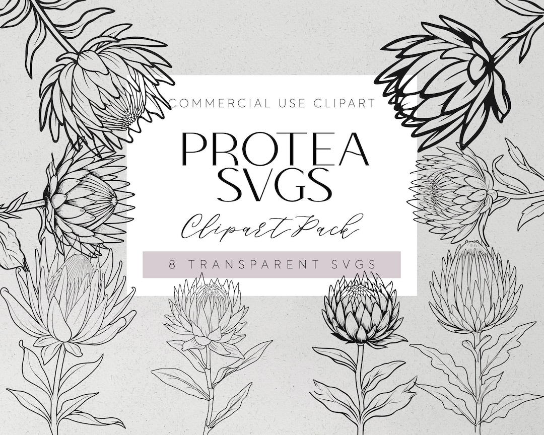 Australian Native Flowers Protea SVG Aussie Botanicals Plotter File Svg ...