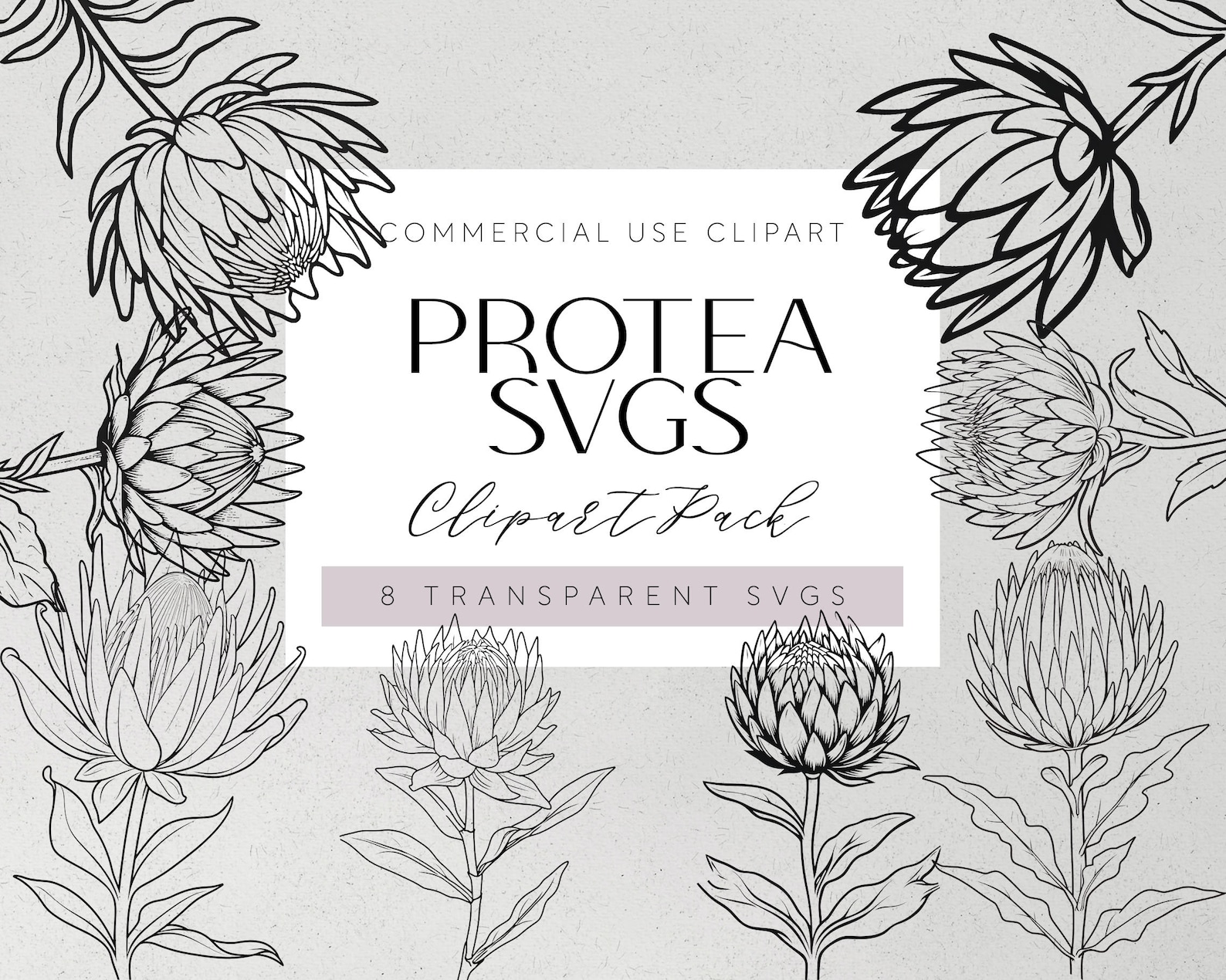 Australian Native Flowers Protea SVG Aussie Botanicals Plotter File Svg ...