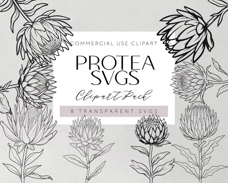 Australian Native Flowers Protea SVG Aussie Botanicals Plotter File Svg ...
