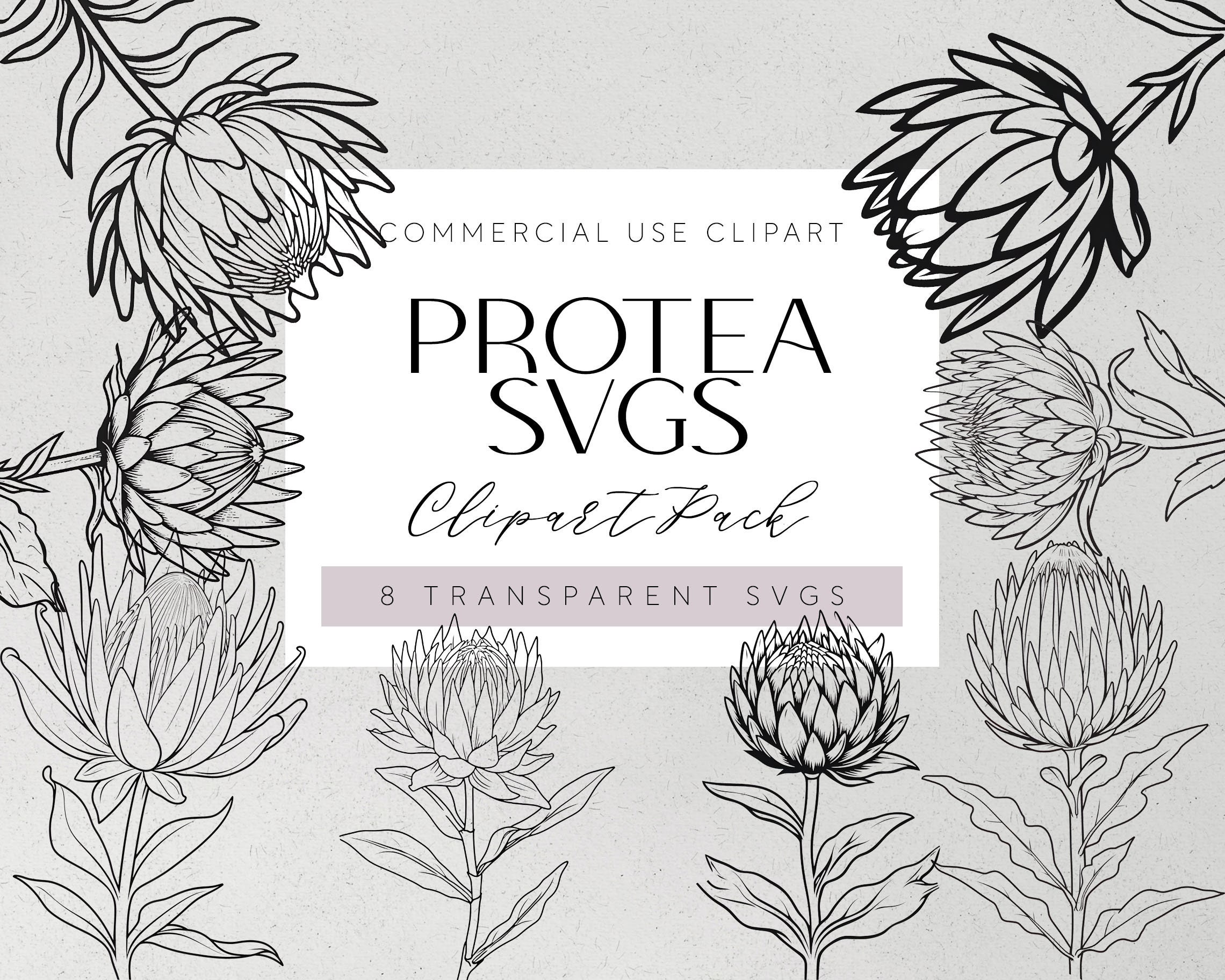 Australian Native Flowers Protea SVG Aussie Botanicals Plotter File Svg ...