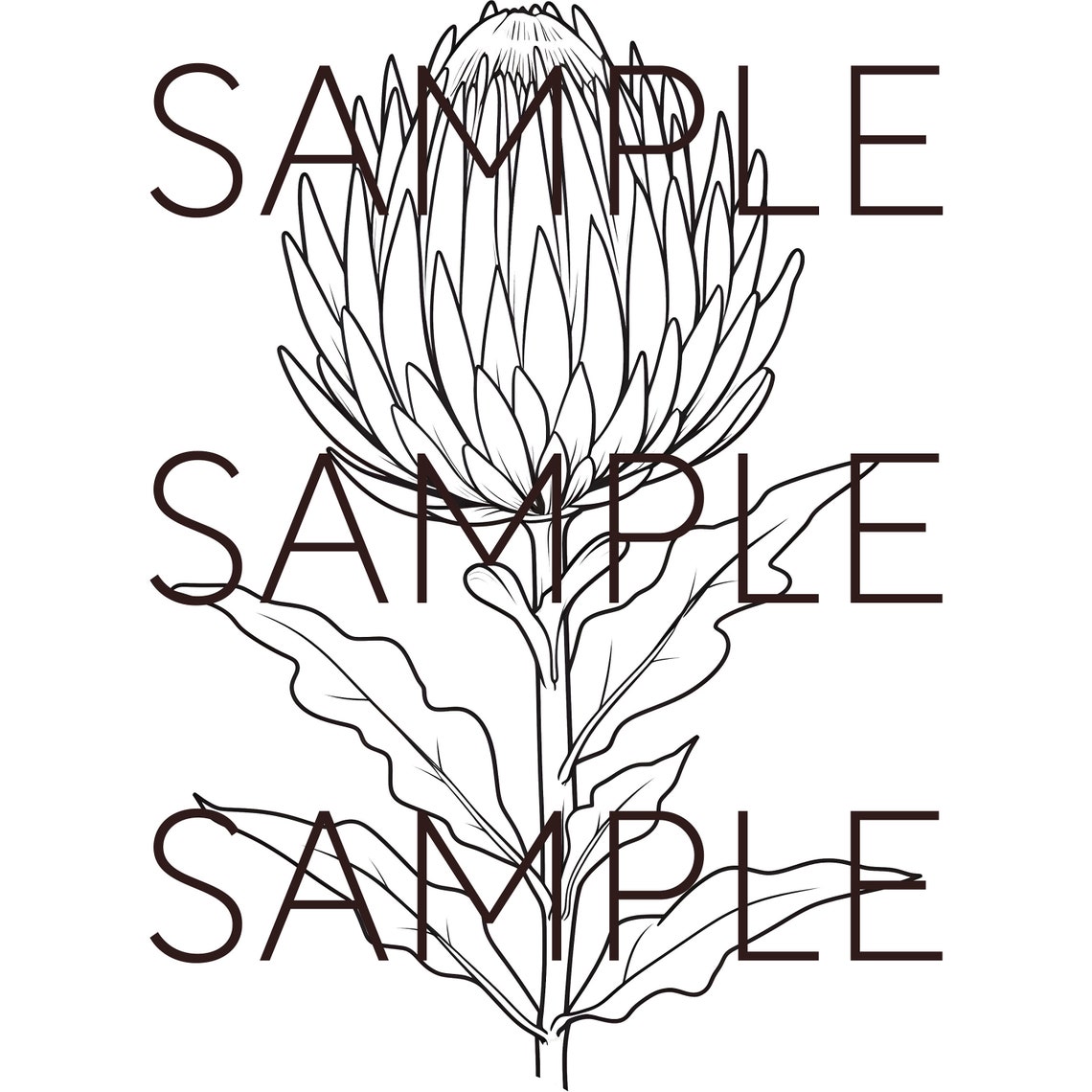 Australian Native Flowers Protea SVG Aussie Botanicals Plotter File Svg ...