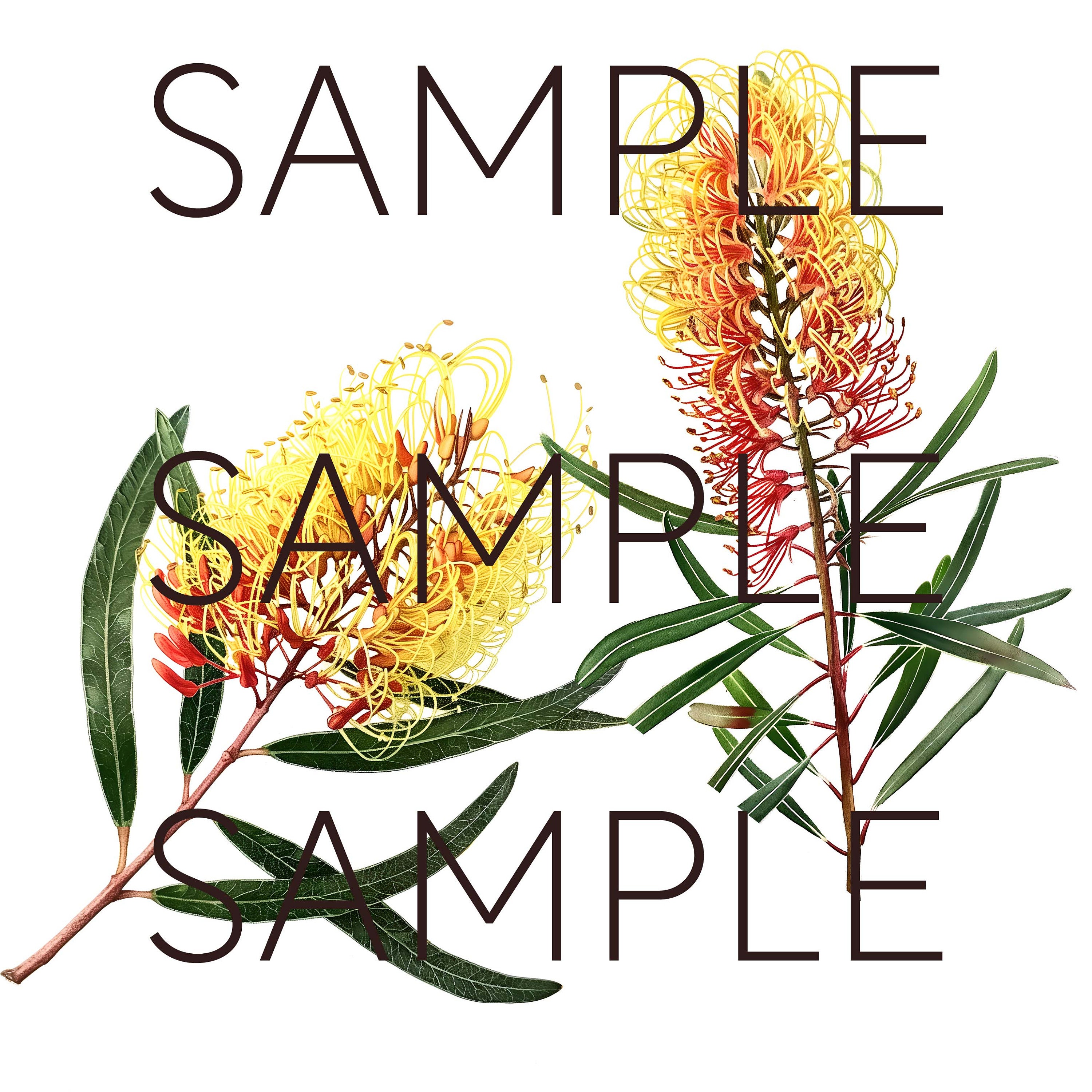Australian Native Flowers Clipart Grevillea Flowers Transparent Pngs ...