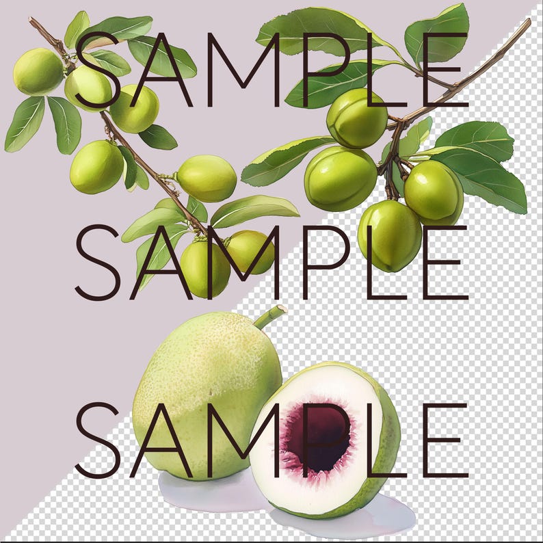 Australian Native Flowers Clipart Kakaku Plum Flowers Transparent PNG ...