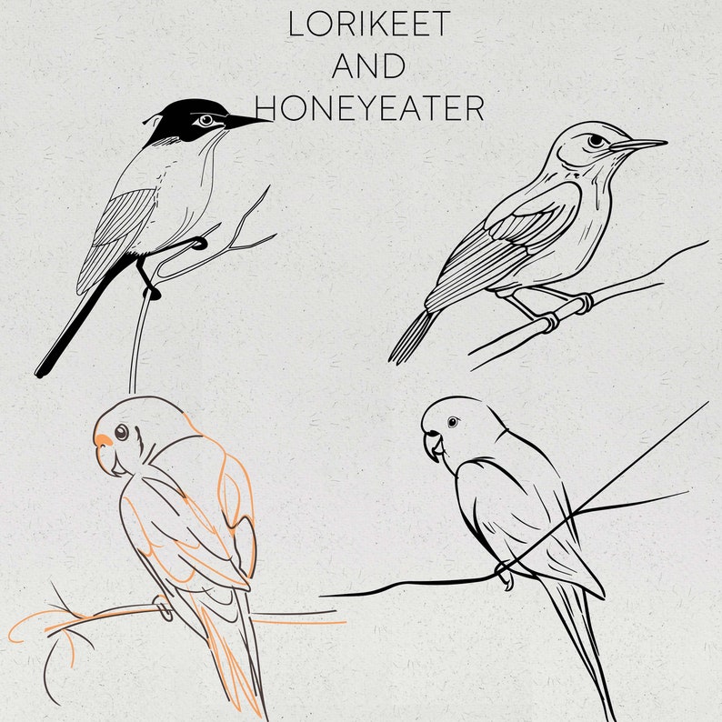 Australian Native Bird SVG Aussie Native Birds PNG Australian Birds ...