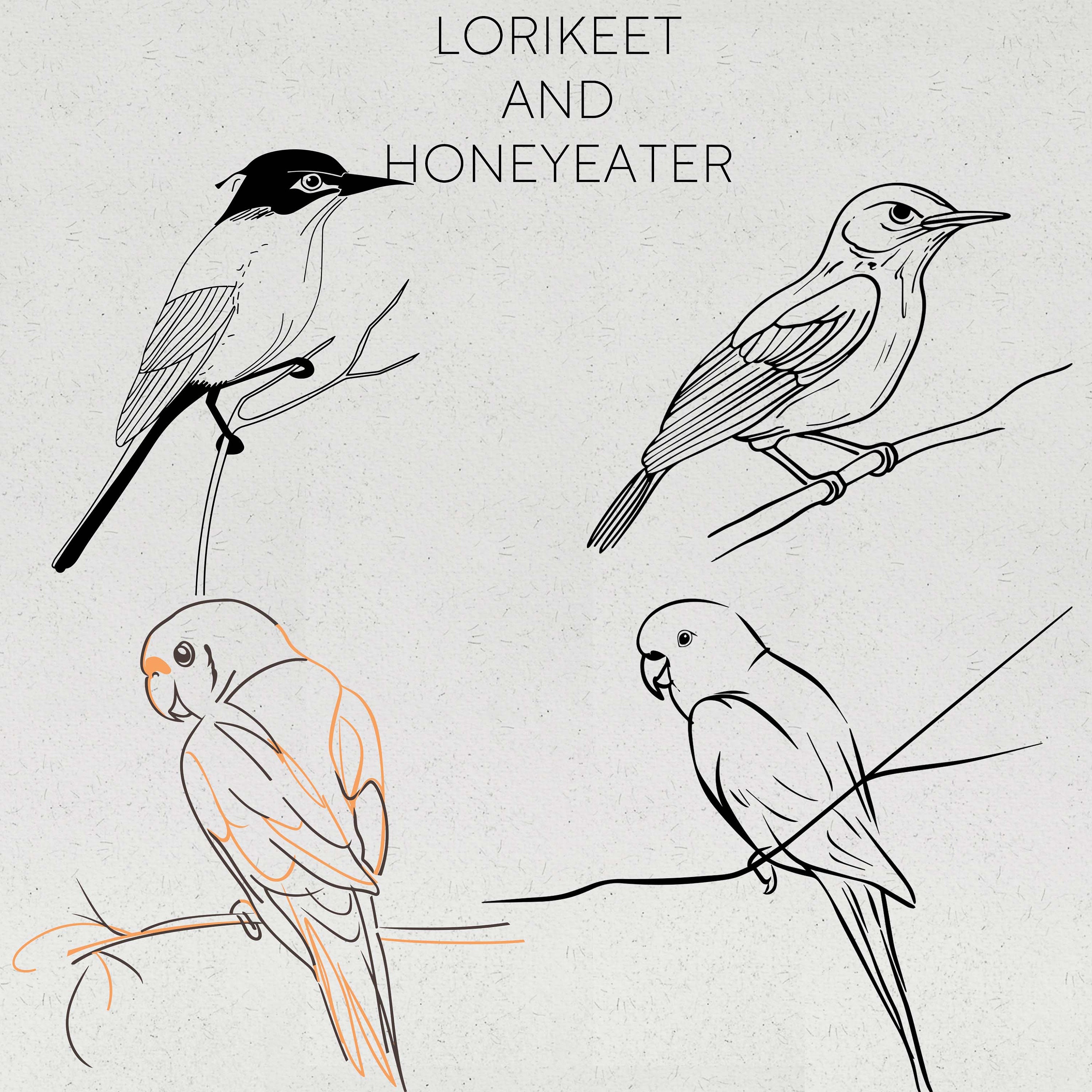 Australian Native Bird SVG Aussie Native Birds PNG Australian Birds ...