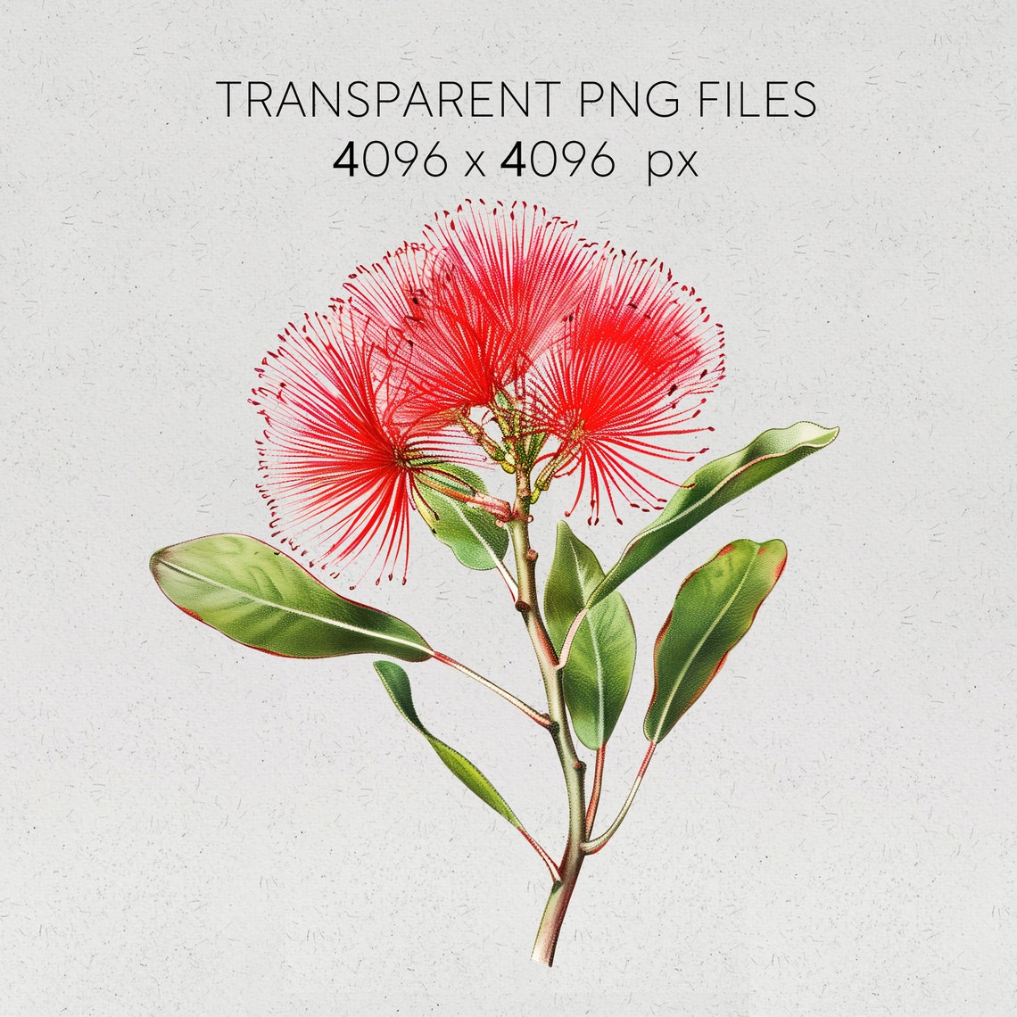 New Zealand Christmas Tree Native Flowers Clipart Pohutukawa Flowers ...